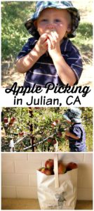 Apple Picking in Julian