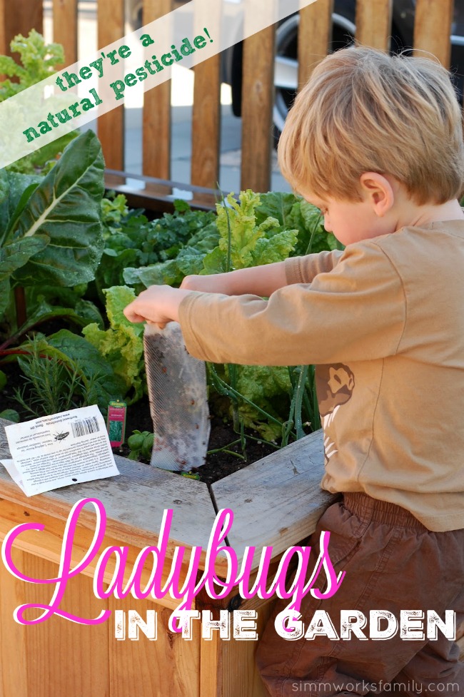 Keeping Pests Away: Using Ladybugs In The Garden - A Crafty Spoonful